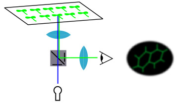 Carnegie Cell Imaging